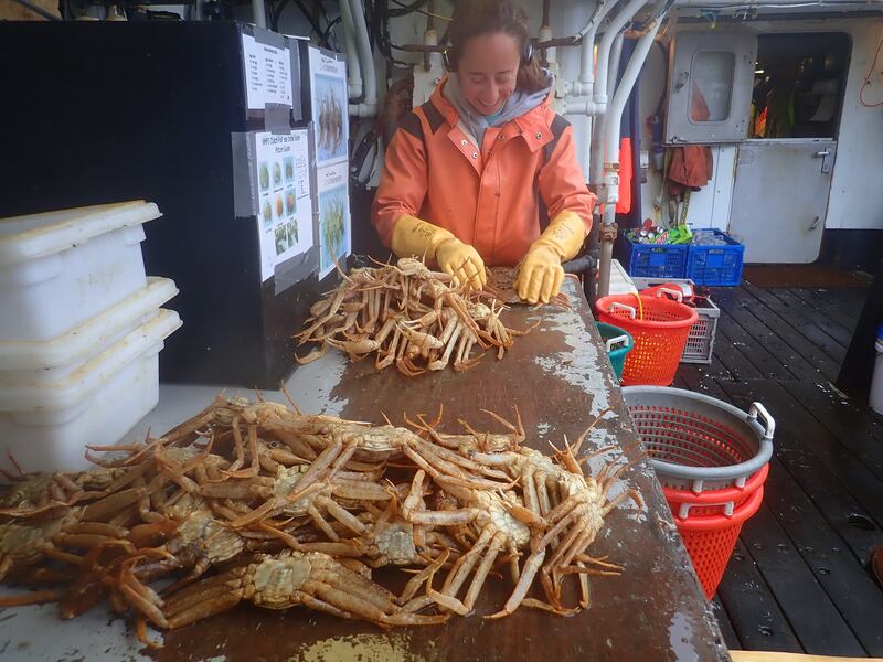 Alaska snow crab harvest slashed by nearly 90% after population crash ...